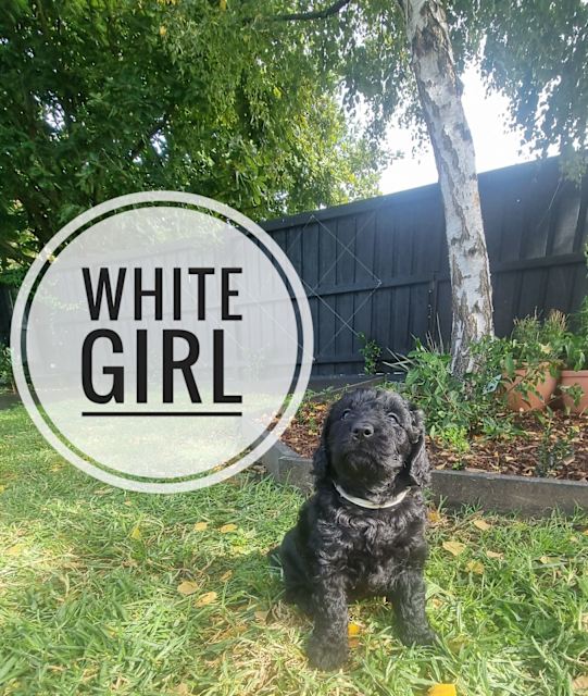 Only 1 Left •Black Mini Groodle Puppies•Available Now• | Dogs & Puppies ...