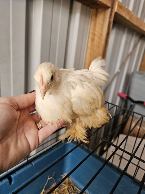 Pekin Pullets 6 weeks old | Birds | Gumtree Australia Latrobe Area ...