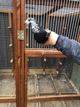 FEMALE TIGER PIGEON (4 MONTHS OLD) | Birds | Gumtree Australia Casey Area - Hampton Park ...