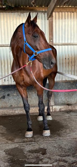 Standardbred gelding | Horses & Ponies | Gumtree Australia Salisbury Area - Salisbury Heights ...