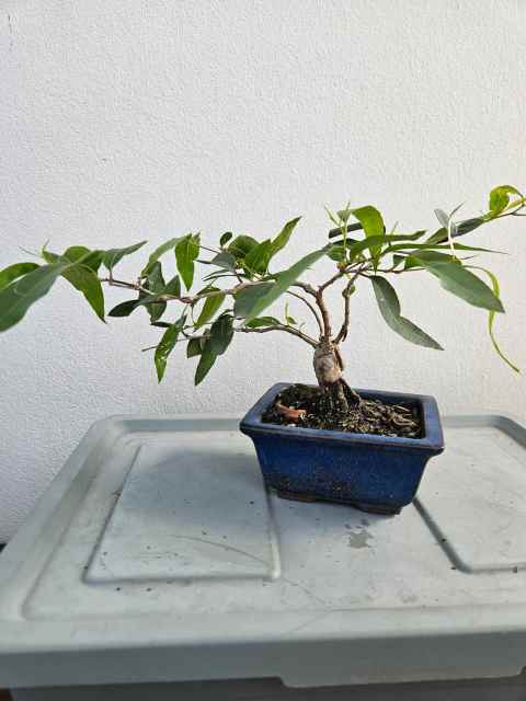 Bonsai - Australian native gum tree (River Red Gum) - Plants in ...