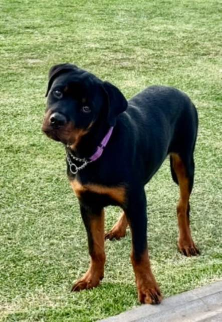 Beautiful Pure Bred Male Rottweiler Puppy Available to a Special Home ...