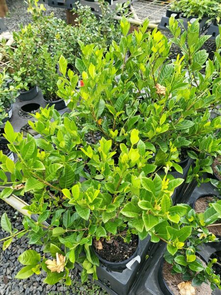 Gardenia Florida, Magnifica,Grandaflora Star, Radicans 50mm tubes $1 ...
