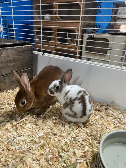 Mini Rex rabbit kits | Rabbits | Gumtree Australia The Coorong Area ...