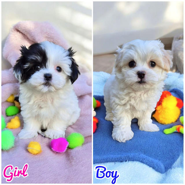 💜2 X Gorgoues QUALITY! TINY MALTESE SHIH TZU PUPPIES! Teddy bear face ...