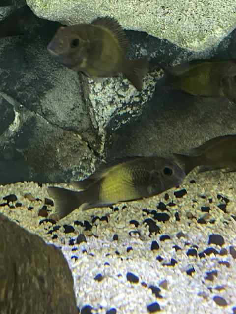 Tropheus ikola african cichlid colony | Fish | Gumtree Australia ...