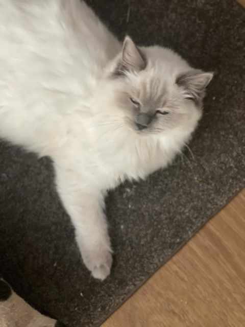 Ragdoll Kittens Pure Breed | Cats & Kittens | Gumtree Australia ...