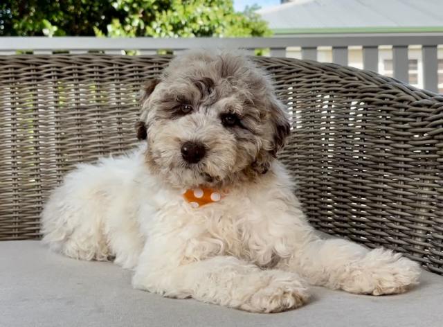 Merle Miniature Poodle Puppy | Dogs & Puppies | Gumtree Australia Swan ...