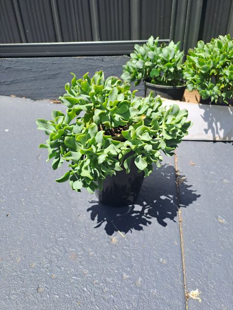 Succulents Ripple Jade & Crassula Ovata - Plants in Camden NSW ...