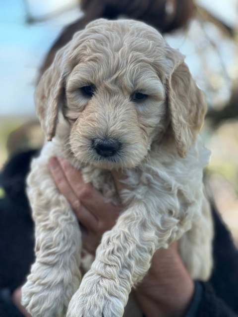 GROODLES true F1 | Dogs & Puppies | Gumtree Australia Whittlesea Area ...