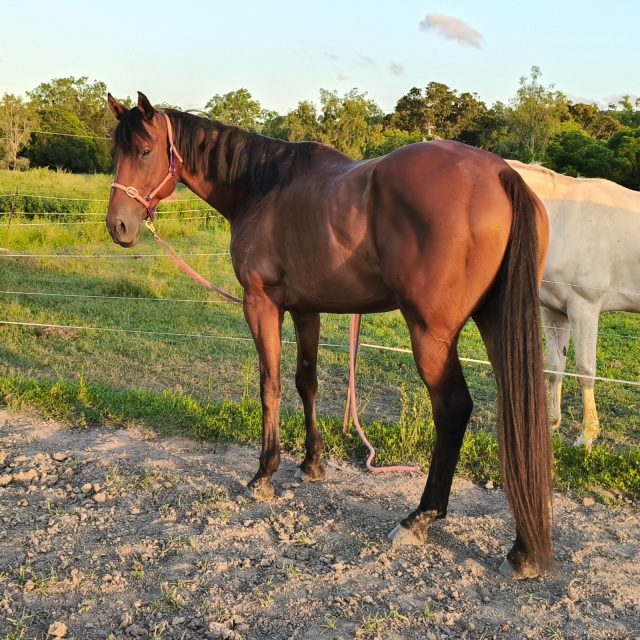 Tall Bay Thoroughbred Gelding | Horses & Ponies | Gumtree Australia ...