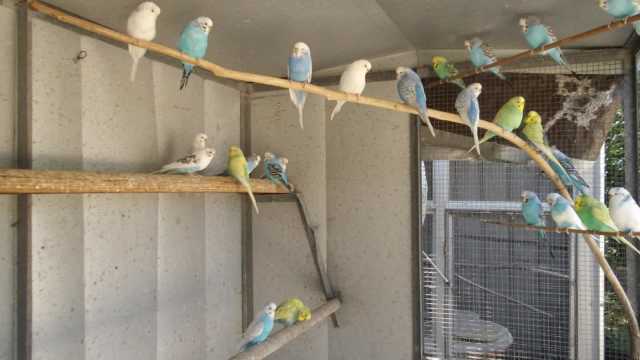 Assorted colourful budgies | Birds | Gumtree Australia Gosnells Area ...