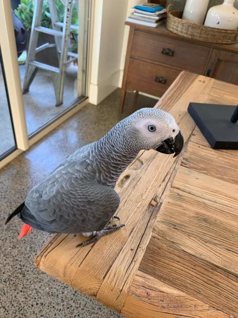 BIRD AFRICAN GREY HAND RAISED | Birds | Gumtree Australia Holdfast Bay ...