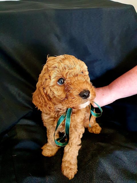Cavoodle puppy 11 weeks | Dogs & Puppies | Gumtree Australia Latrobe ...