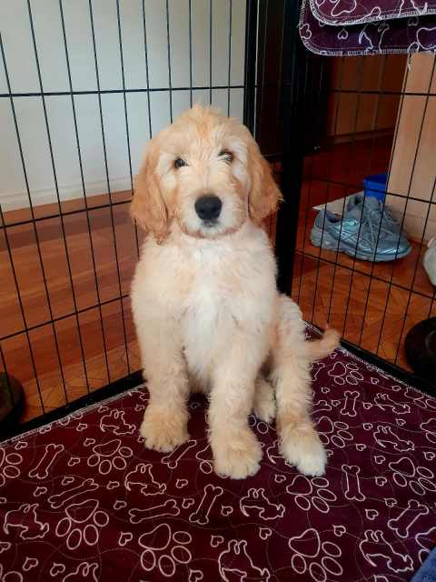 Standard F1 Groodle puppies, 1 boy left, 10 weeks old. | Dogs & Puppies ...