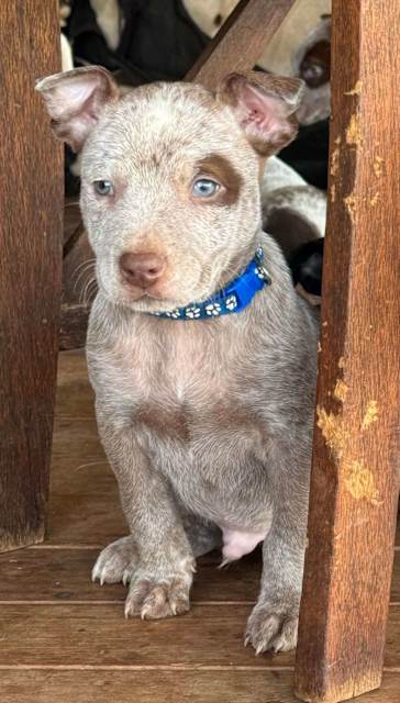 Stumpy tail Cattle Dog Puppies. | Dogs & Puppies | Gumtree Australia ...