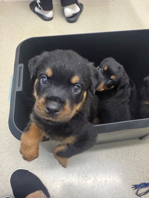 Purebred German Rottweiler puppies | Dogs & Puppies | Gumtree Australia ...