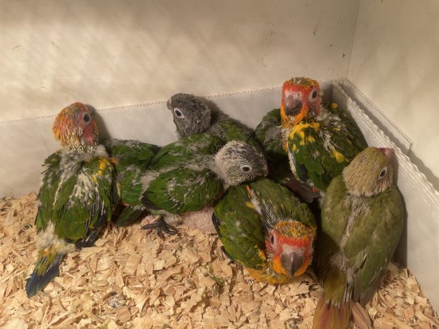 Super Friendly Conures *Black capped, Crimson bellies, GCC, Suns ...
