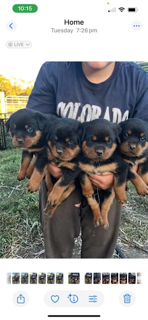 Rottweiler Pure Bred Puppies | Dogs & Puppies | Gumtree Australia ...