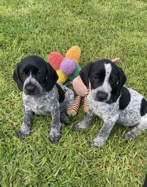 Cocker Spaniel X German Pointer puppies 🐶🍖🐶 | Dogs & Puppies | Gumtree ...