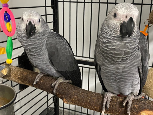 Congo African Greys | Birds | Gumtree Australia Bundaberg City ...
