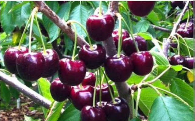 Genuine Dwarf Grafted Stella cherry tree 70 cm tall approx $110 ...