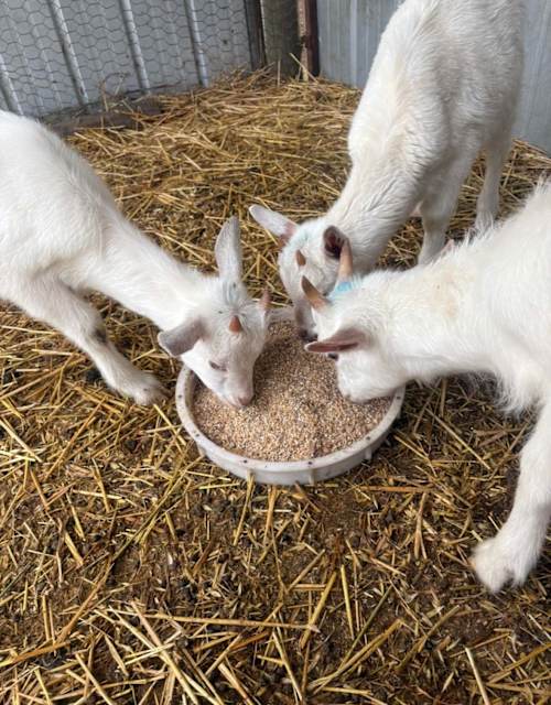 Friendly pet animals for sale. Lambs, sheep, goats | Livestock ...