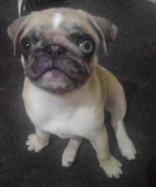 pure pug 13w- Male + all care needs with him. $350n/neg | Dogs ...