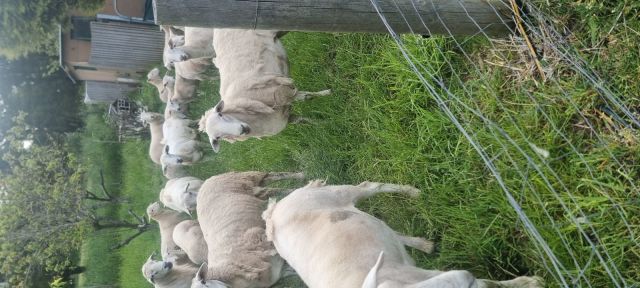 Selling our flock - Sheep - Aussie White and Wiltipoll | Livestock ...