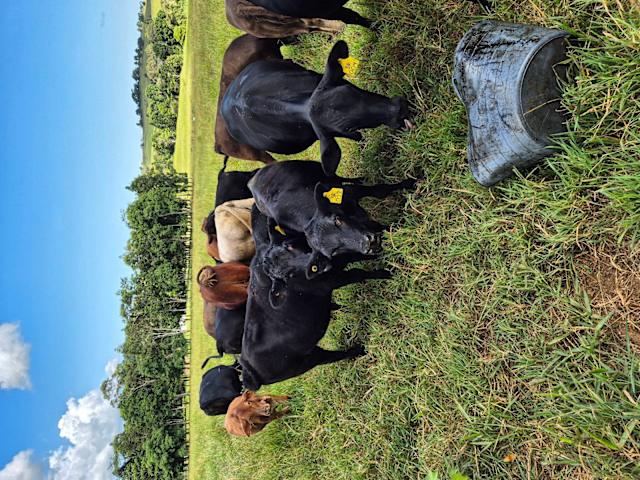 Low Line Angus Cattle | Livestock | Gumtree Australia Tablelands ...