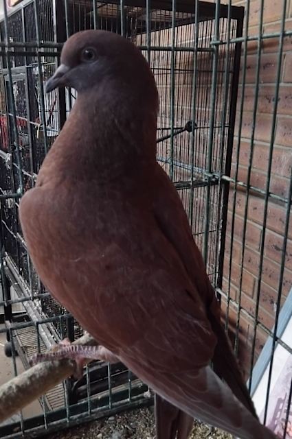 Young KING Pigeons......... | Birds | Gumtree Australia Morphett Vale ...