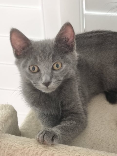 Mango - KITTEN KAPERS RESCUE | Cats & Kittens | Gumtree Australia ...