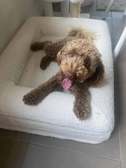 🎀 Cavoodle F2 2nd Gen 2 Year old girl 🎀 | Dogs & Puppies | Gumtree ...