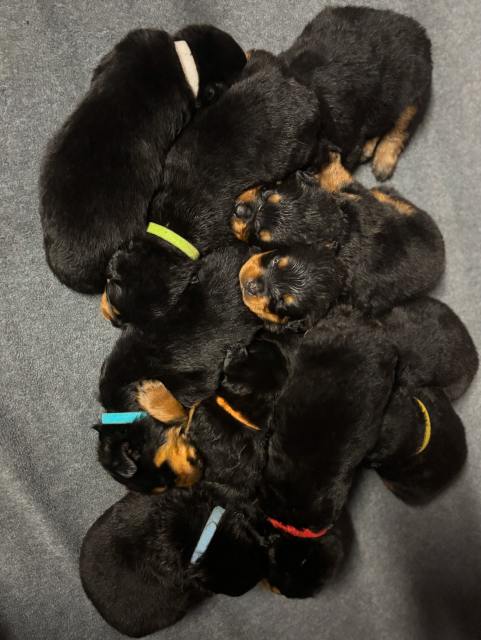 Rottweiler Puppies. Purebred. Natural born bobtails. | Dogs & Puppies ...