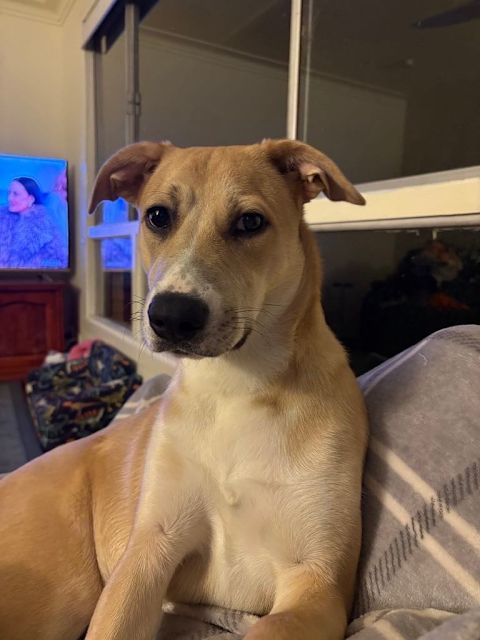 Ridgeback x American staffy | Dogs & Puppies | Gumtree Australia Tweed ...