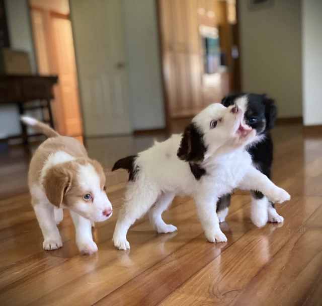 MINI Aussie Shepherd x Cavalier King charles (Aussalier) - RARE breed ...
