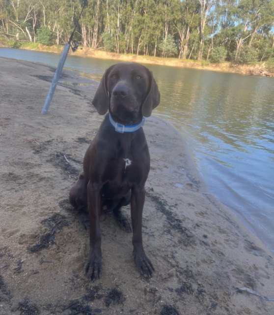 German Shorthaired Pointer GSP - FEMALE | Dogs & Puppies | Gumtree ...