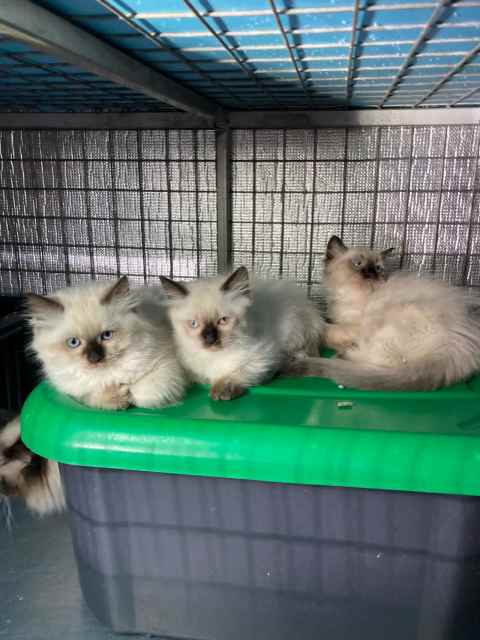 RAGDOLL KITTENS PURE BREED | Cats & Kittens | Gumtree Australia ...