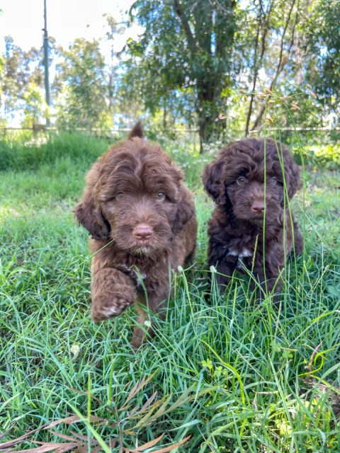 🌻 Rare Merle Groodles 🌻 CHOC AND LIVER LEFT | Dogs & Puppies | Gumtree ...