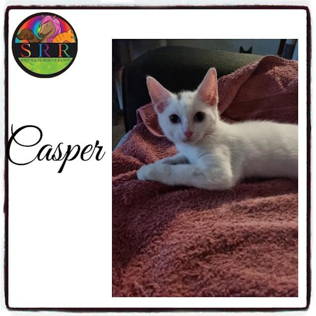 Casper - Soquilichi Rescue Ranch | Cats & Kittens | Gumtree Australia ...