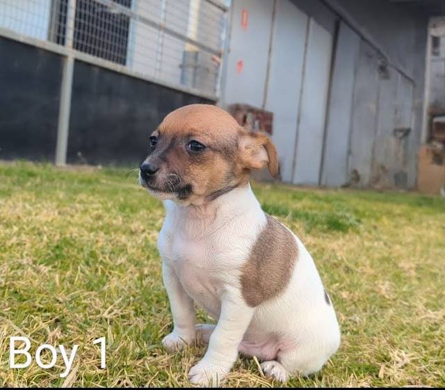 Mini Foxie Puppies | Dogs & Puppies | Gumtree Australia Campbelltown ...