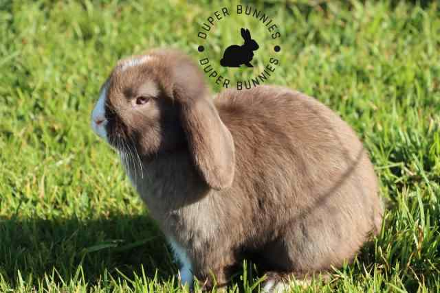 Premium Vienna Mini Lop Rabbits READY NOW! | Rabbits | Gumtree ...