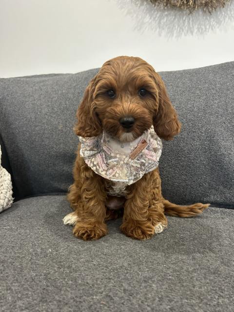 Mini Ruby cavoodle girl | Dogs & Puppies | Gumtree Australia Camden ...