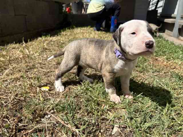 Bull Mastiff Arab X puppies | Dogs & Puppies | Gumtree Australia Melton ...