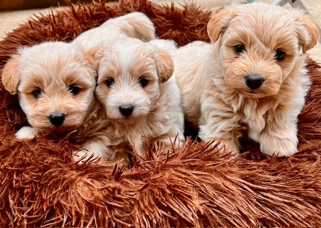 Japoodle puppies - 1st Gen | Dogs & Puppies | Gumtree Australia Geelong ...