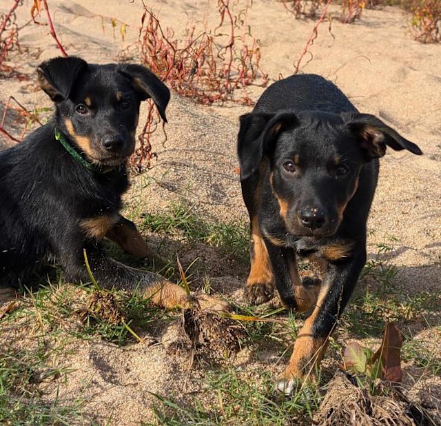Kelpie x border collie pups | Dogs & Puppies | Gumtree Australia ...