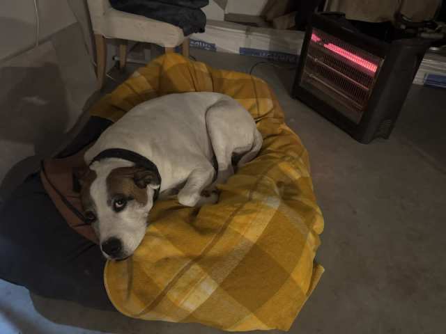 Look after Aussie while I’m over seas | Dogs & Puppies | Gumtree ...