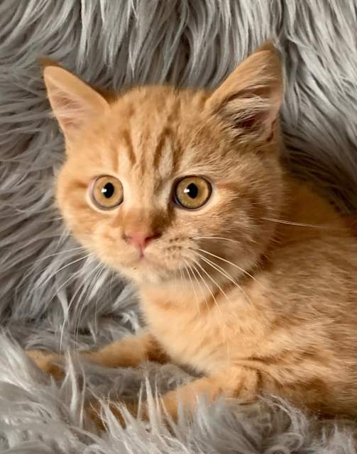 Beautiful and loving Pedigreed British Shorthair kittens | Cats ...
