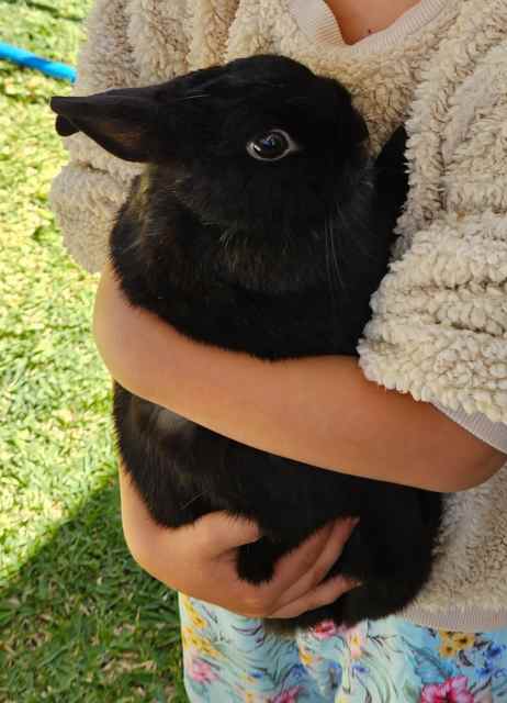 Rabbit incl Hutch, food, hay | Rabbits | Gumtree Australia Rockingham ...