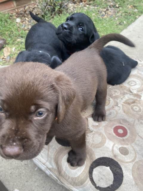 Pure Bred Labrador | Dogs & Puppies | Gumtree Australia Bega Valley ...